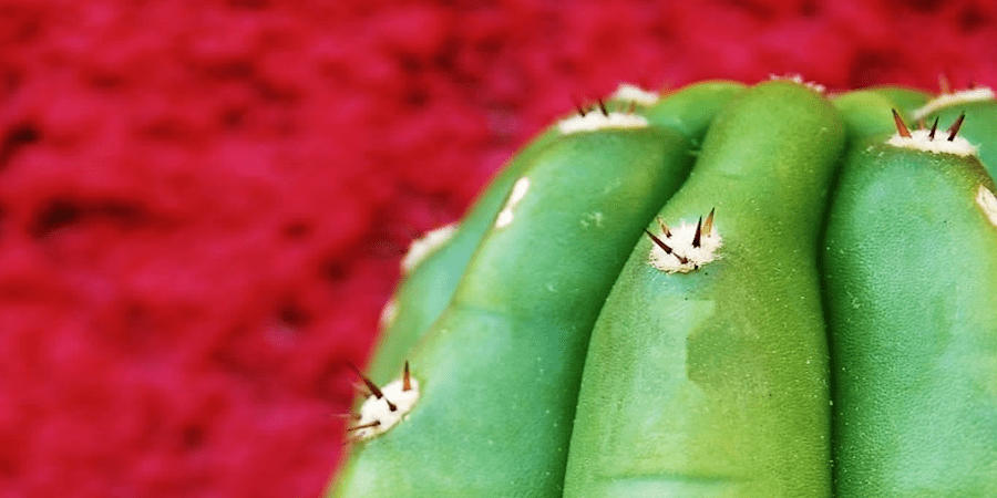 San Pedro and Peyote cacti | Psychedelics | Headshop & Smartshop